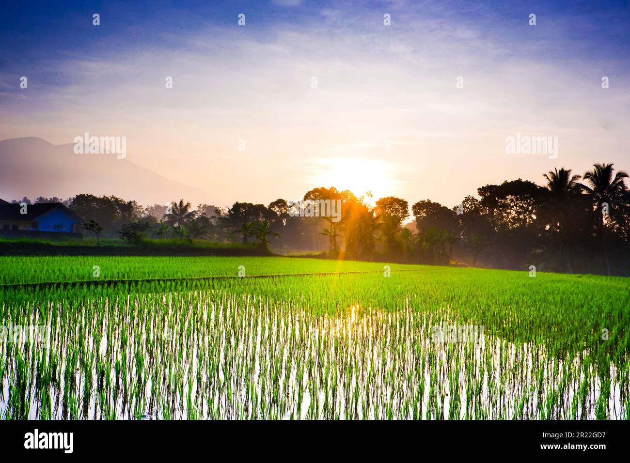 Morning rice fields hi-res stock photography and images - Alamy