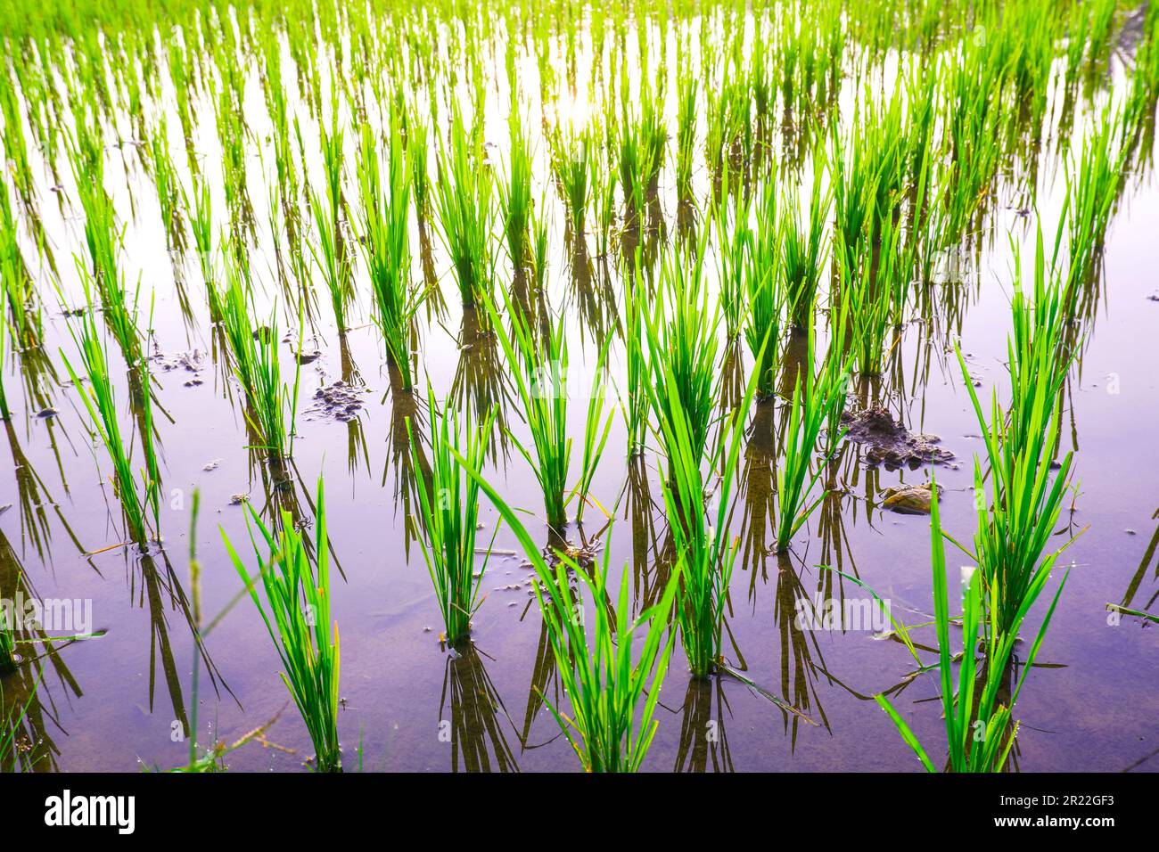 rice fields on a sunny morning Stock Photo - Alamy