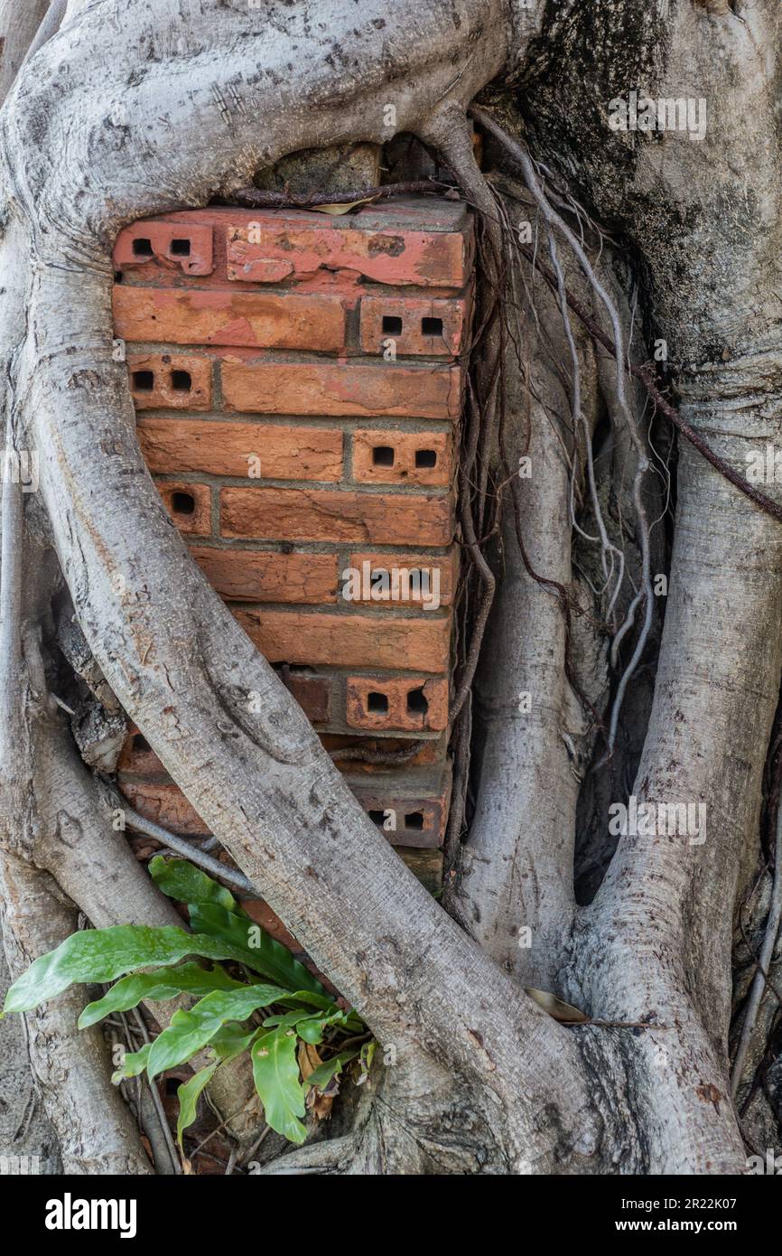 Tree roots overgrowing a brick wall in Chiang Mai, Thailand Stock Photo ...