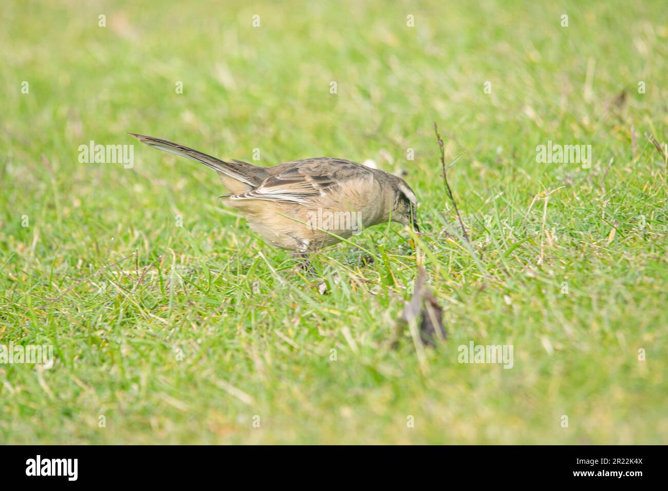 Chasing insects hi-res stock photography and images - Alamy