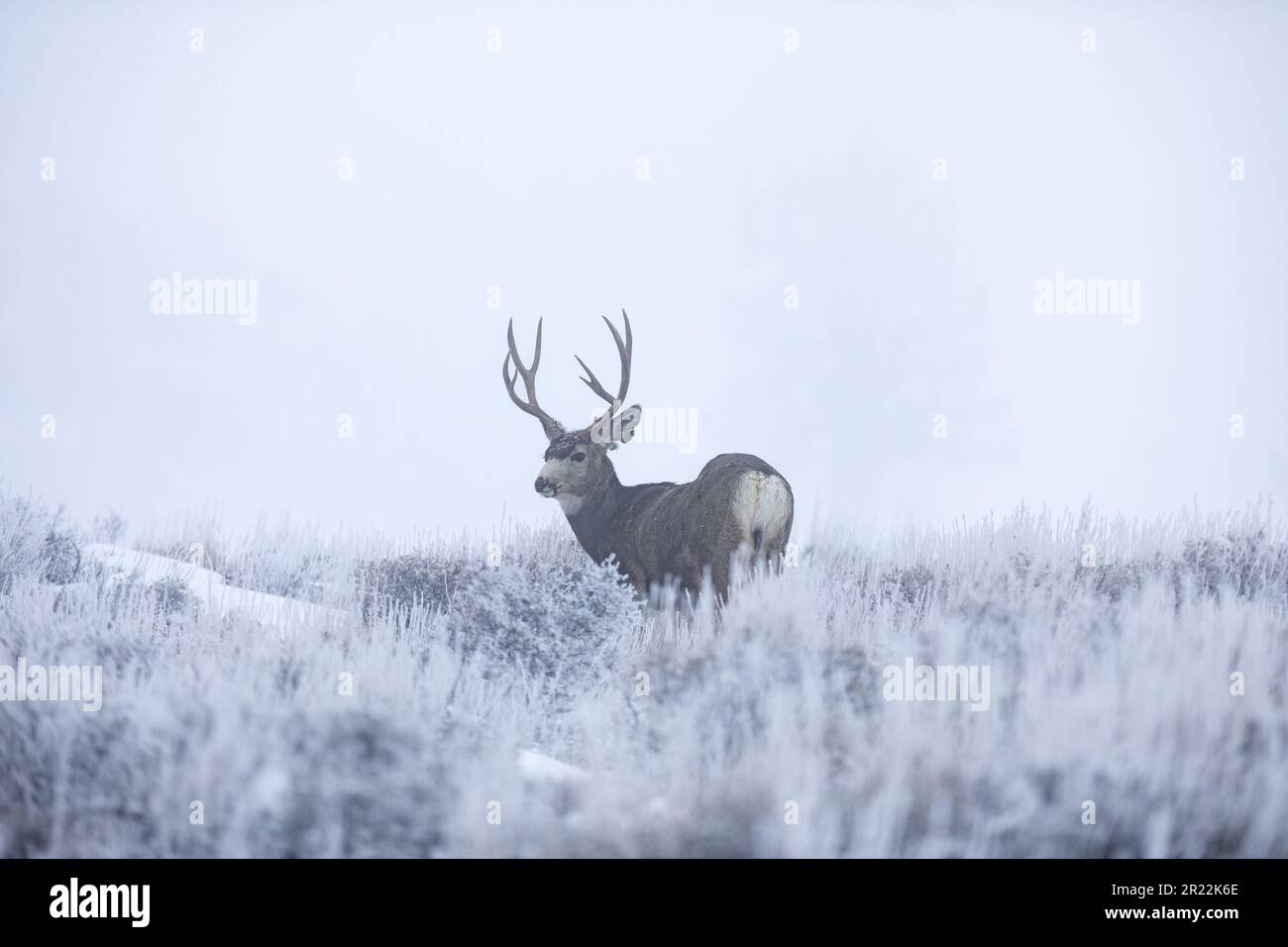 An impressive whitetail deer stands in the winter snow of a forest ...