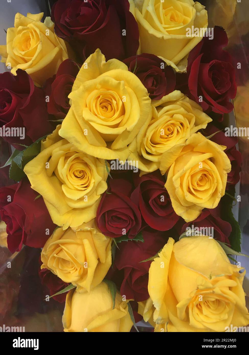 Boquet of Red and yellow roses Stock Photo - Alamy