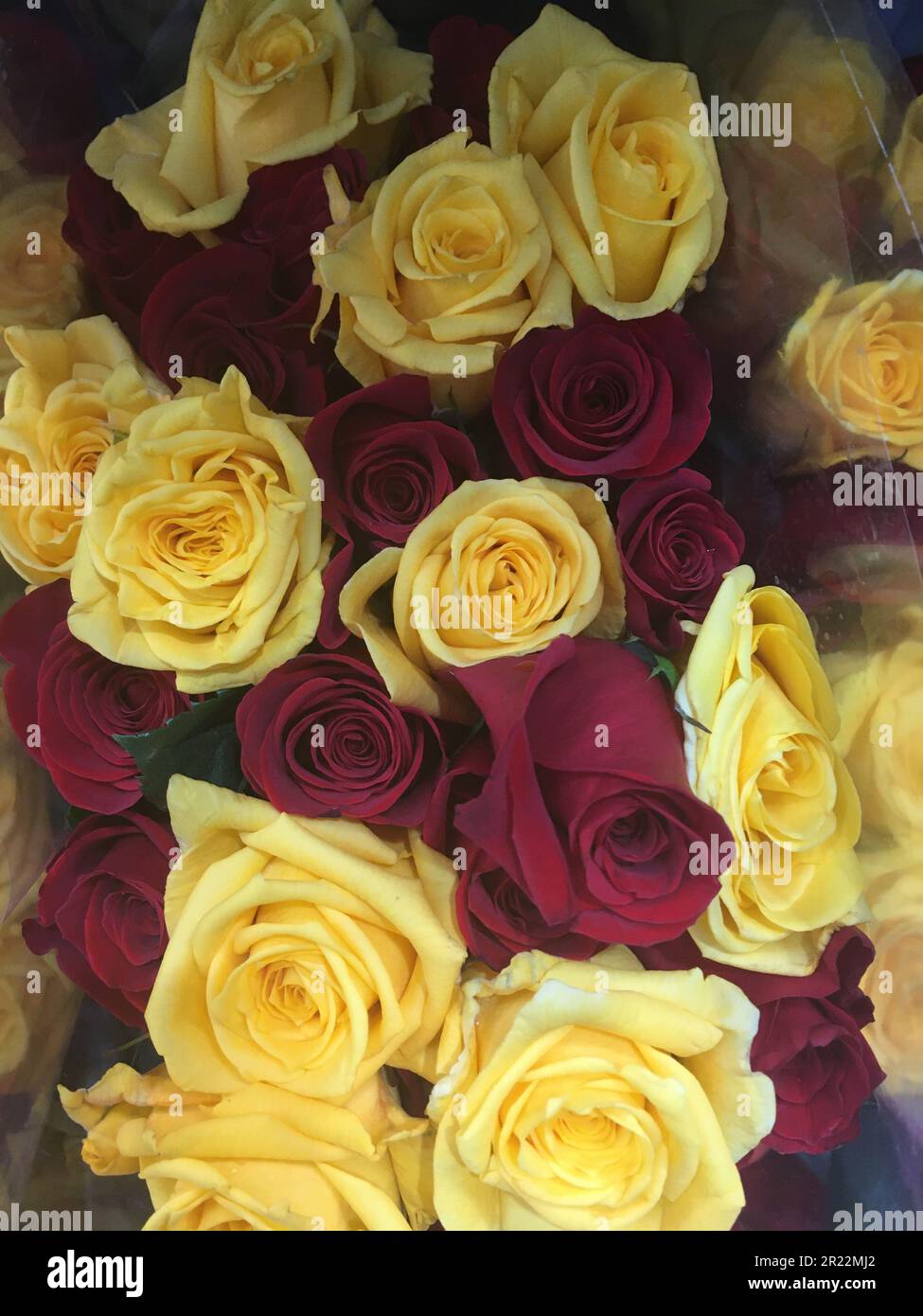 Boquet of Red and yellow roses Stock Photo - Alamy
