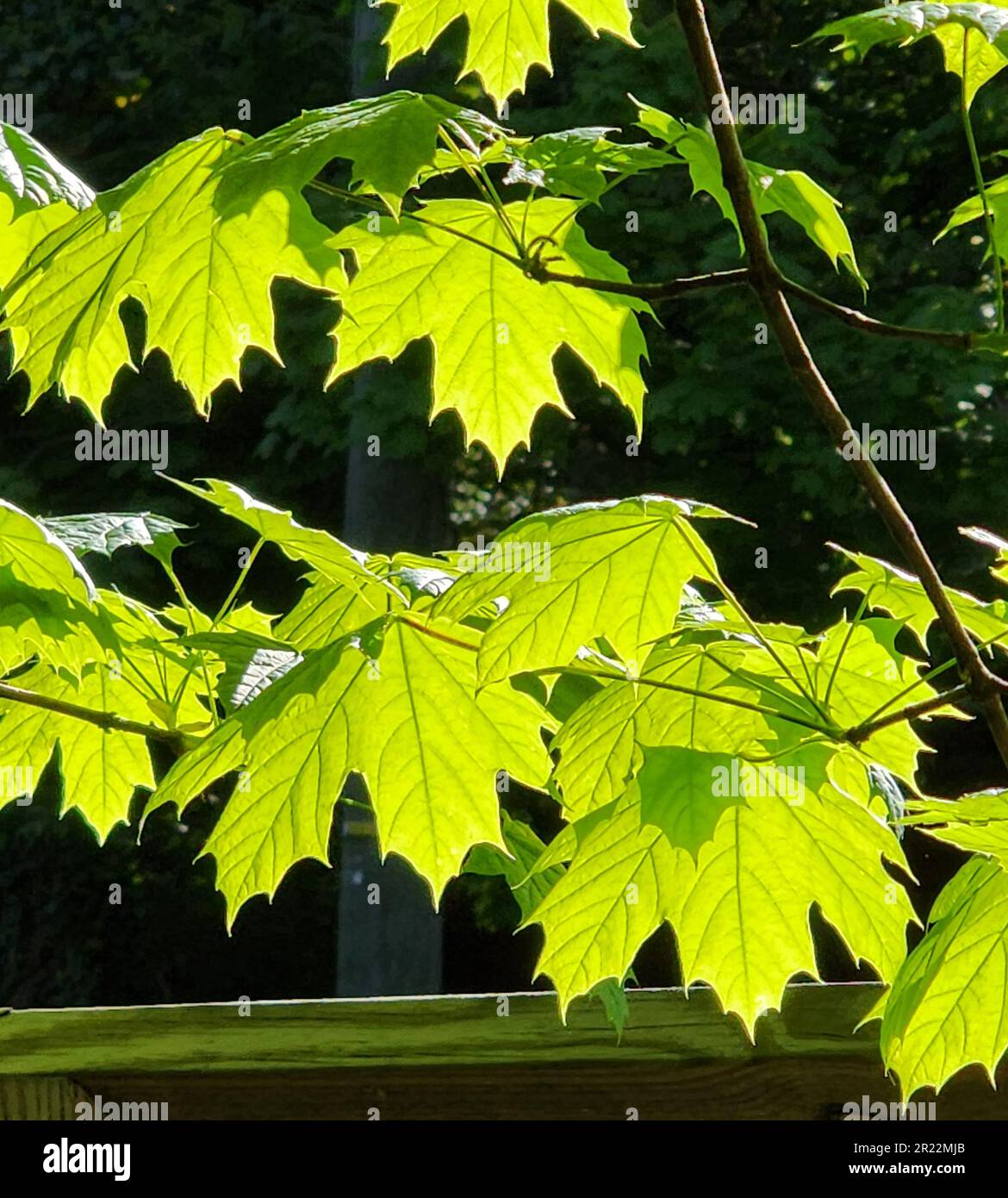 back lite Norway Maple (Acer platanoides) Spring Scarsdalem, NY Stock ...