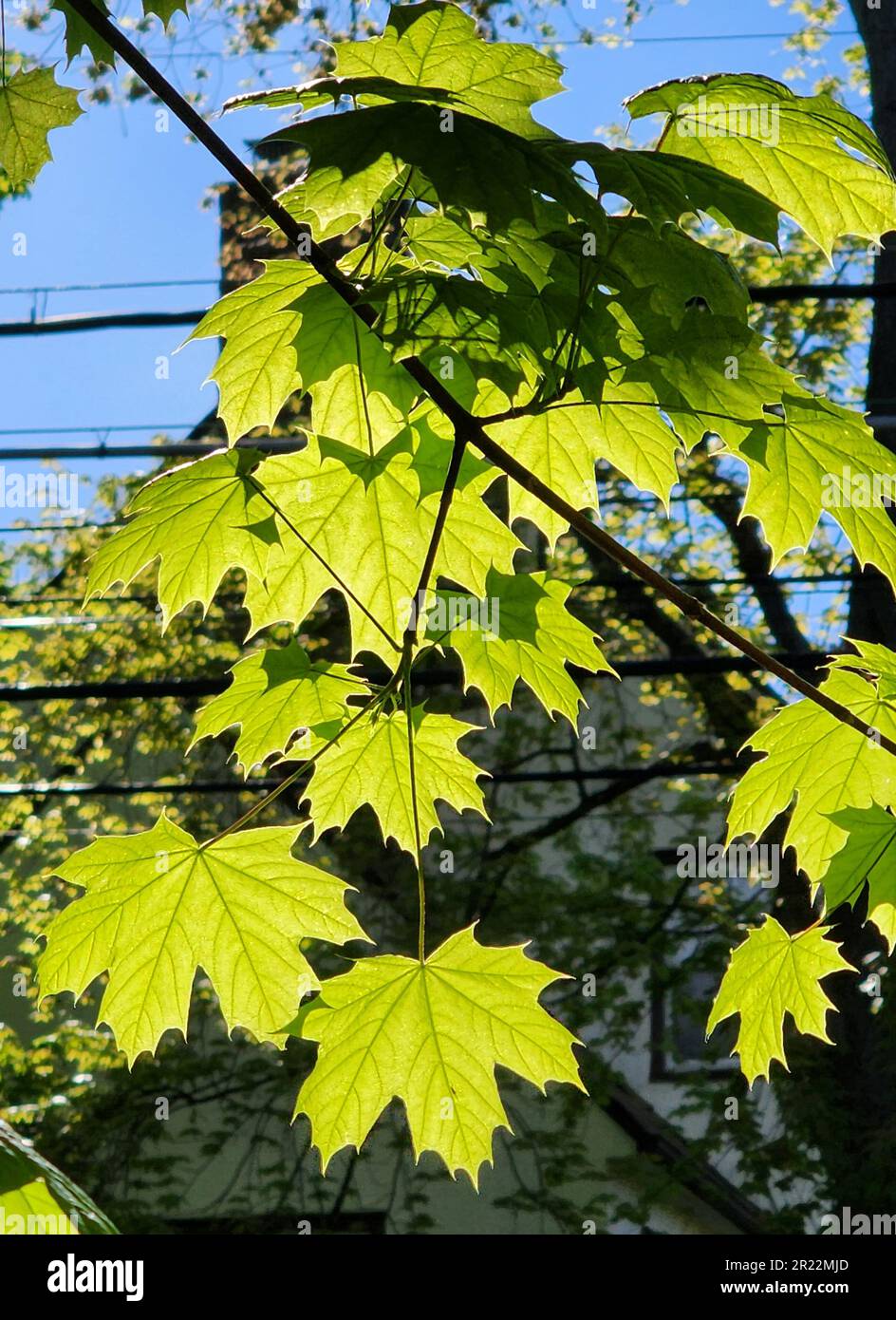 back lite Norway Maple (Acer platanoides) Spring Scarsdalem, NY Stock ...
