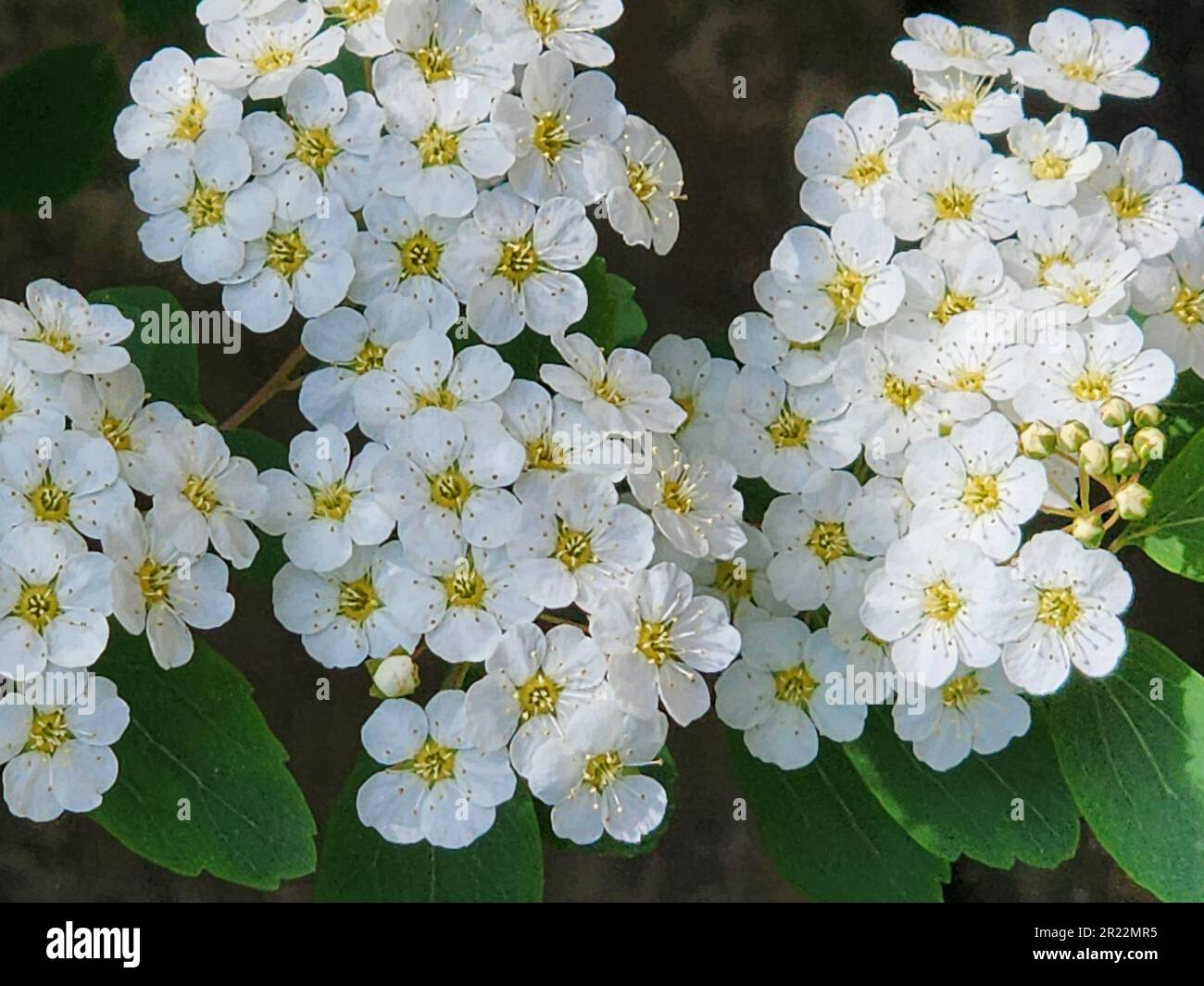 Spireaea chamaedryfolia hi-res stock photography and images - Alamy