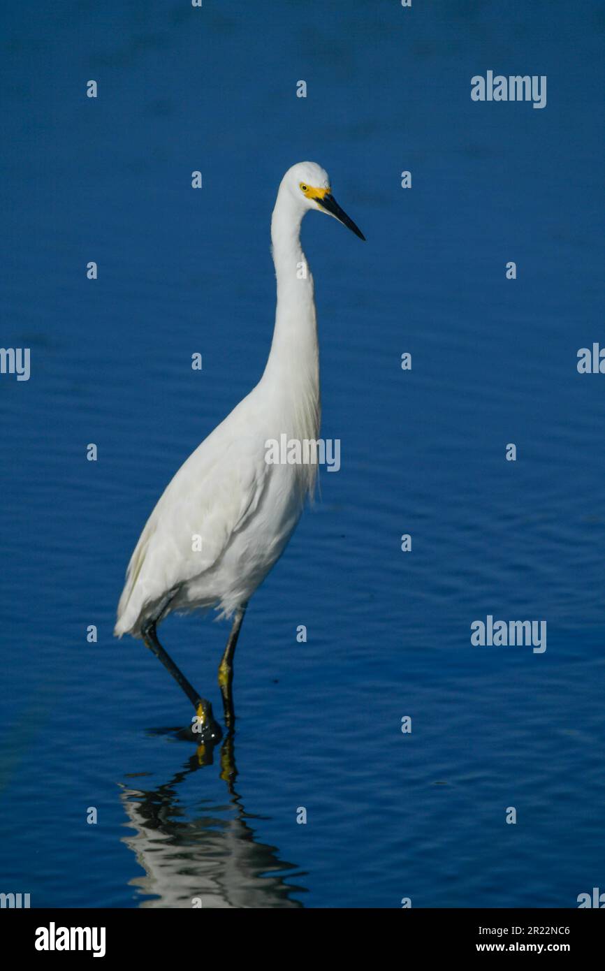 Most common raptors in north america hi-res stock photography and ...