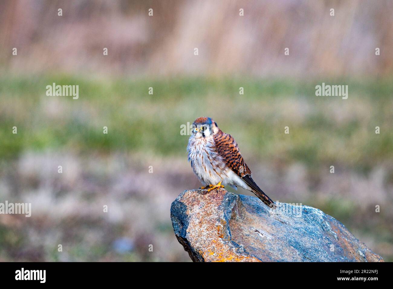 Juveniles gather in groups hi-res stock photography and images - Alamy