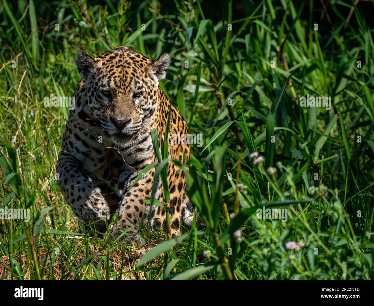 Witness the grace and power of a majestic jaguar as it strolls through the rich wilderness of ...