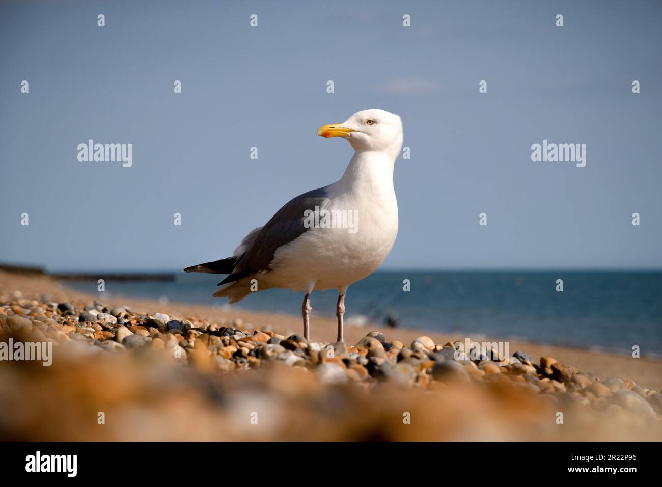 Photography of herring gull hi-res stock photography and images - Alamy