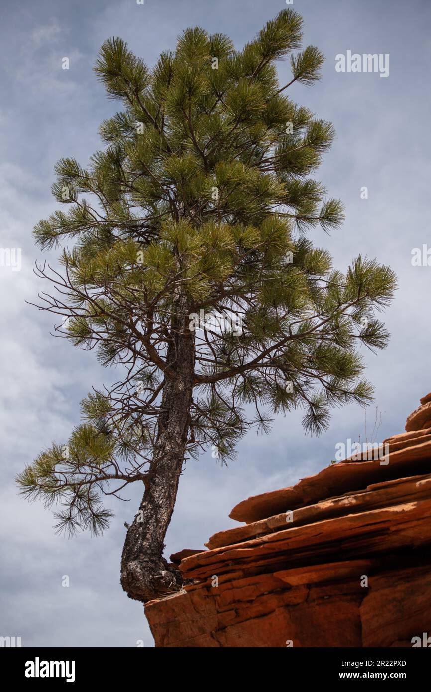 Crooked tree on top hi-res stock photography and images - Alamy