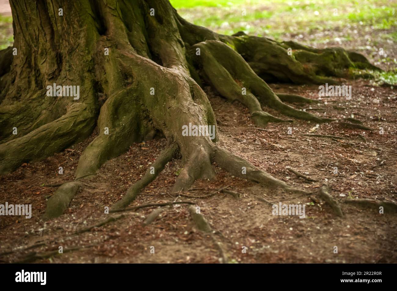 Tree roots visible through soil in forest Stock Photo - Alamy