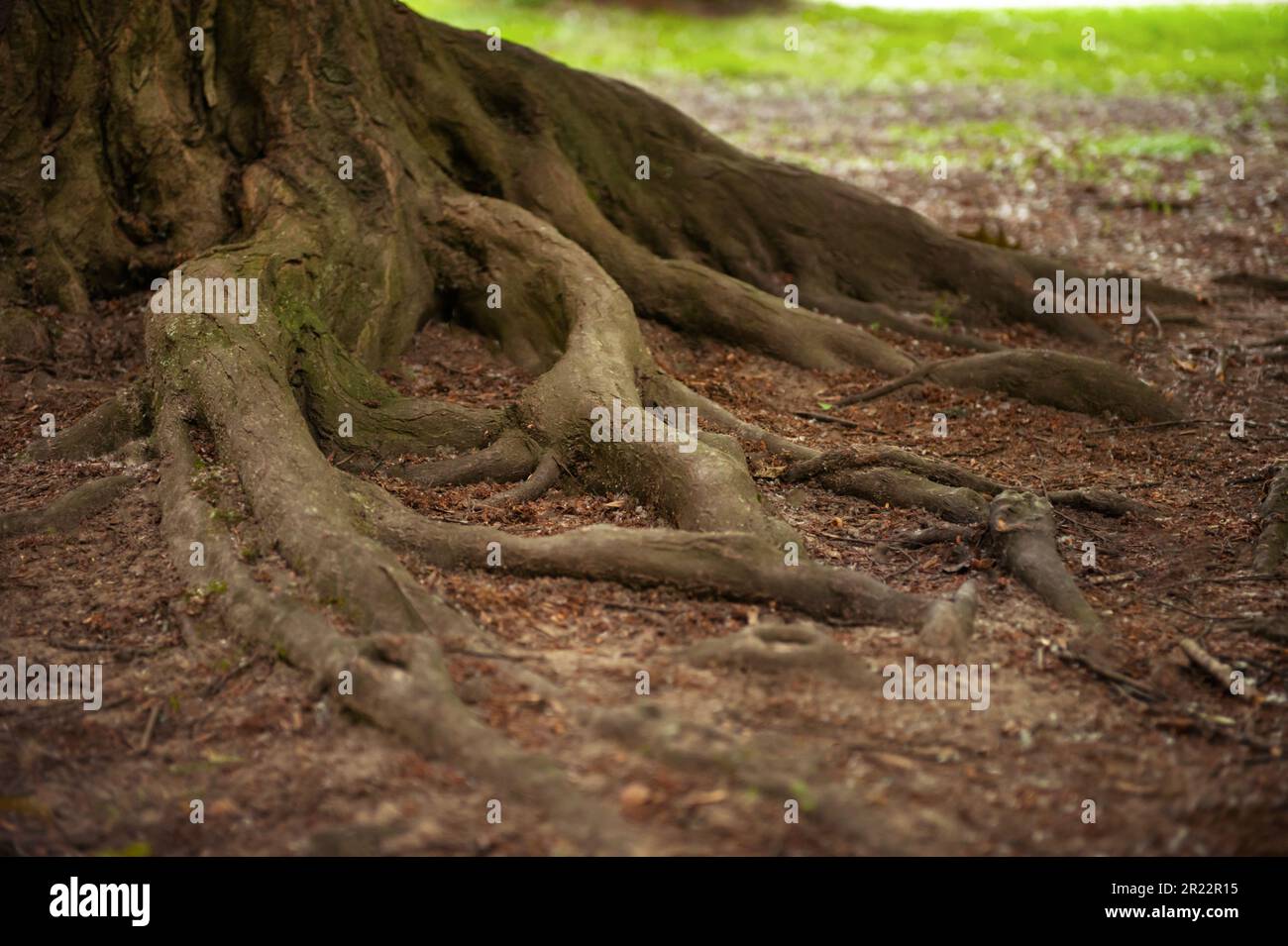 Tree roots visible through soil in forest Stock Photo - Alamy