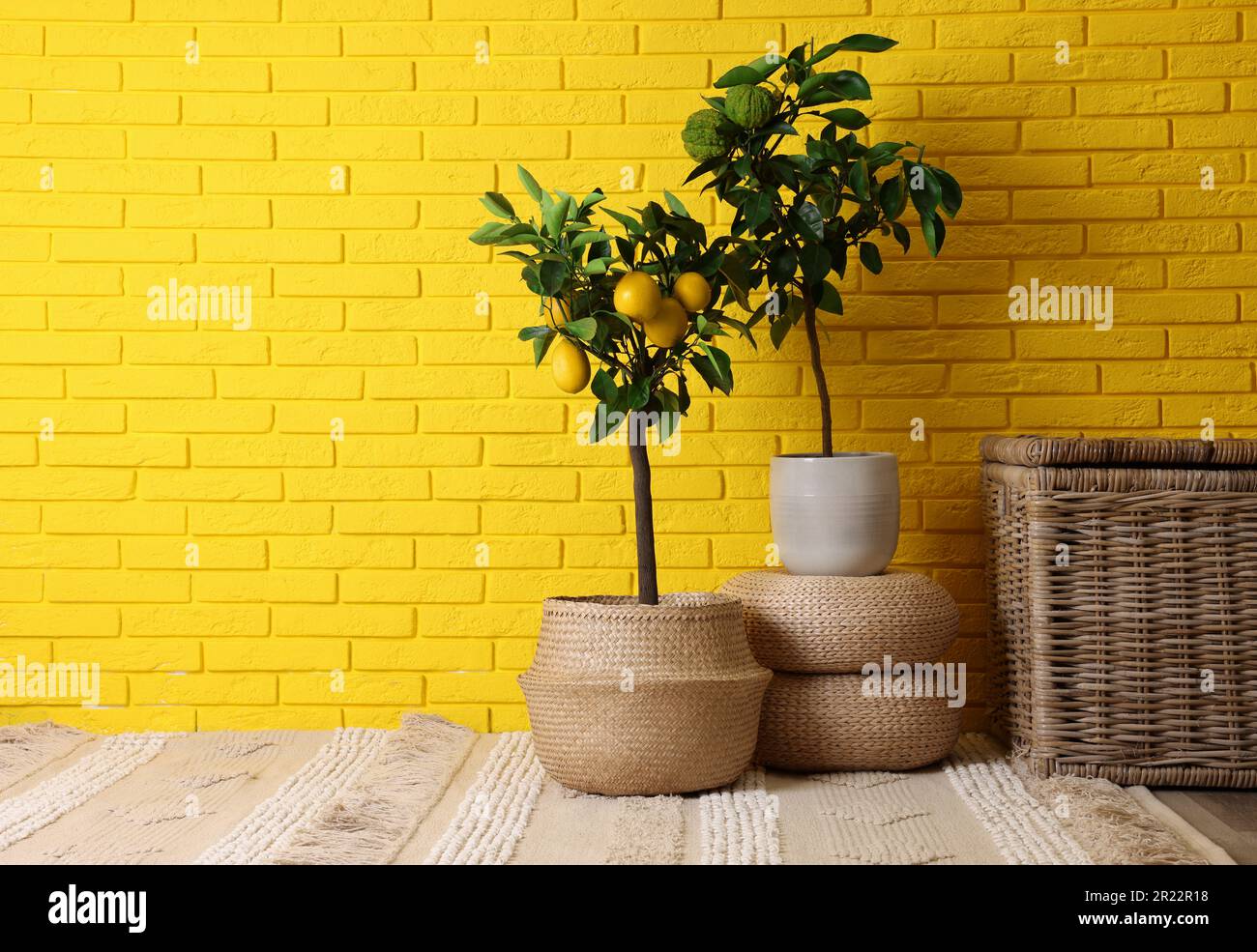 Idea for minimalist interior design. Small potted bergamot and lemon ...