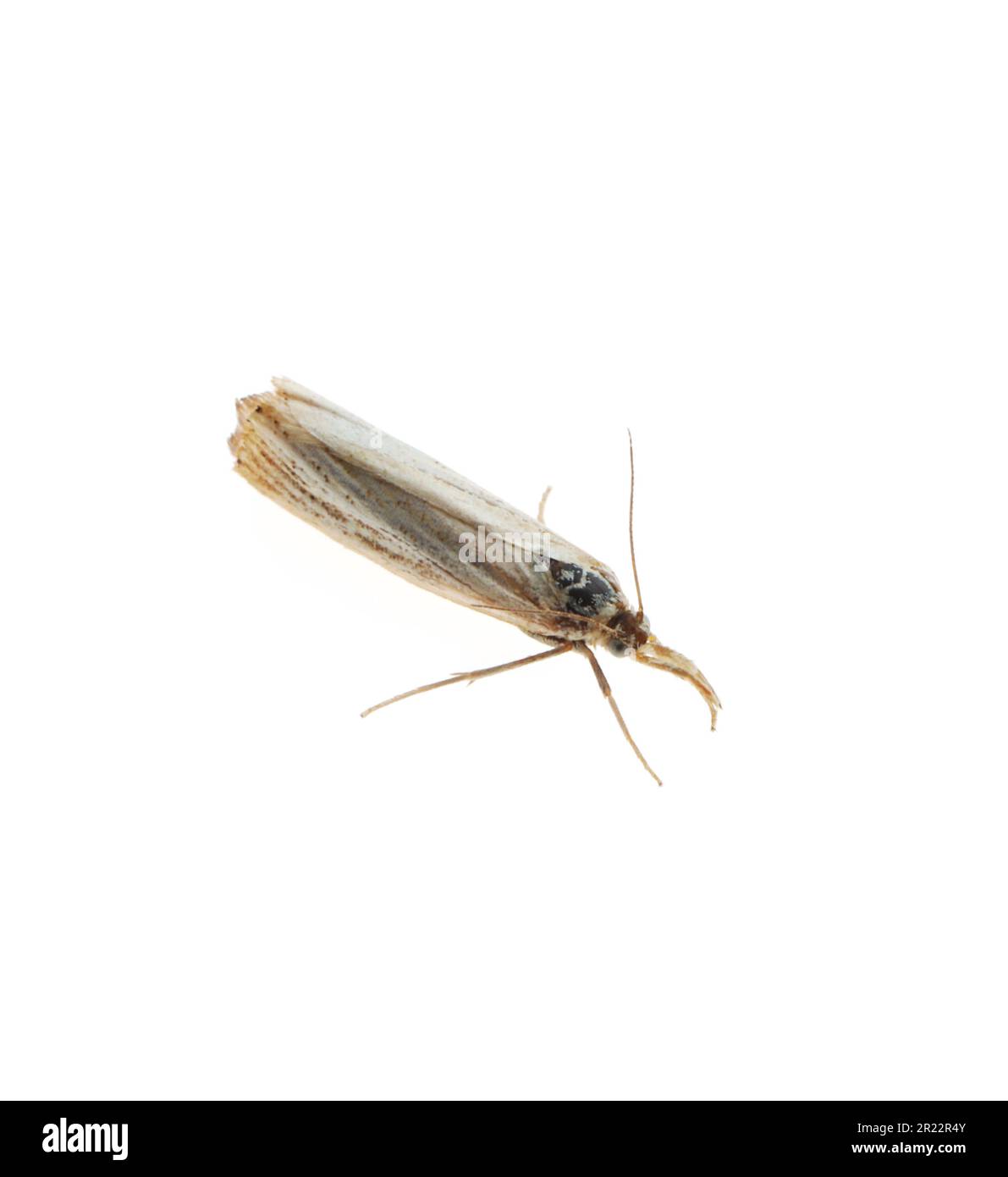 Veneer moth Cut Out Stock Images & Pictures - Alamy
