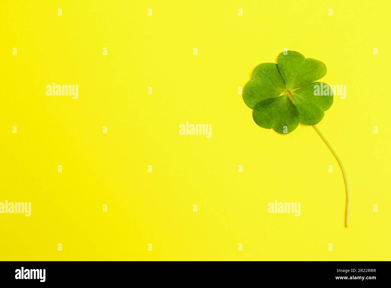 Beautiful green four leaf clover on yellow background, top view. Space ...