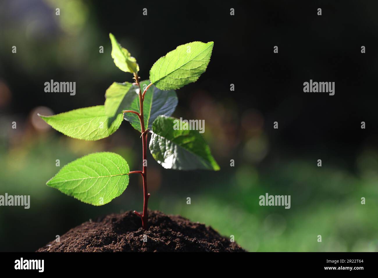 Planting tree. Seedling growing in soil outdoors, closeup. Space for ...