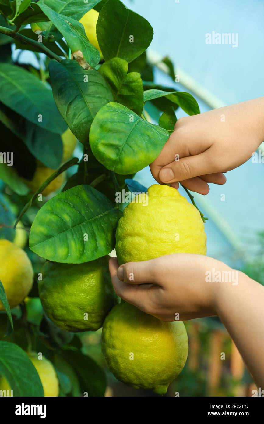 Woman picking ripe lemon from branch outdoors, closeup Stock Photo - Alamy
