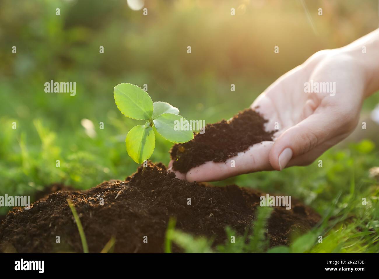 Woman adding fresh soil to seedling in garden, closeup. Planting tree ...