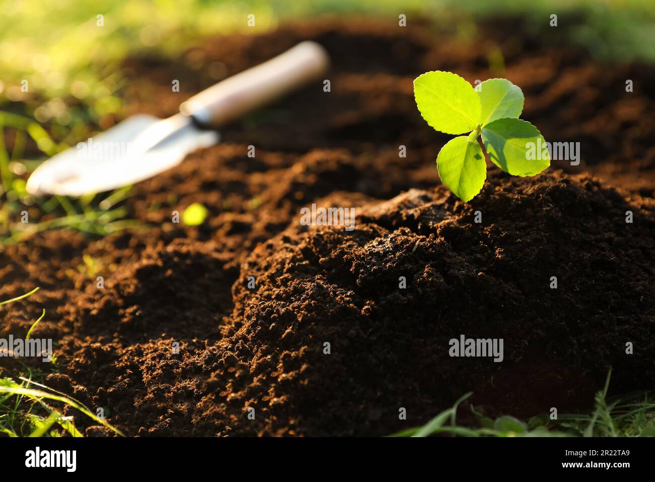 Seedling growing in fresh soil outdoors. Planting tree Stock Photo - Alamy