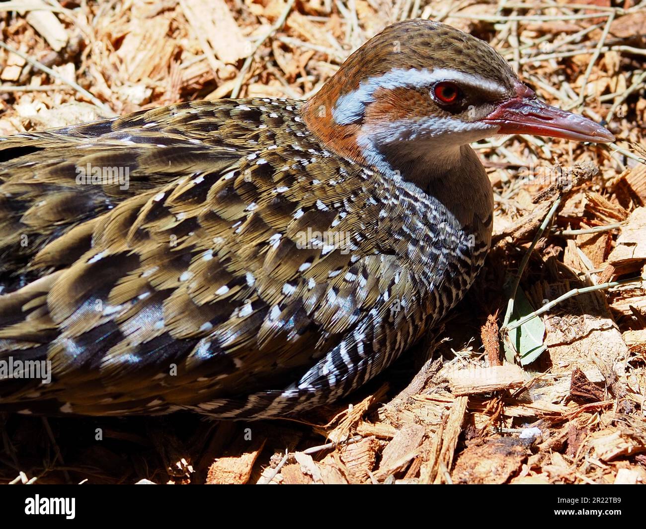 Delightful charming Buff-banded Rail with bright eyes and exquisite ...