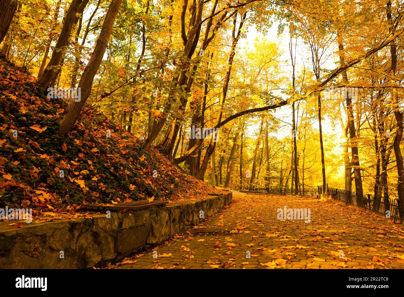 Beautiful yellowed trees and paved pathway in park Stock Photo - Alamy