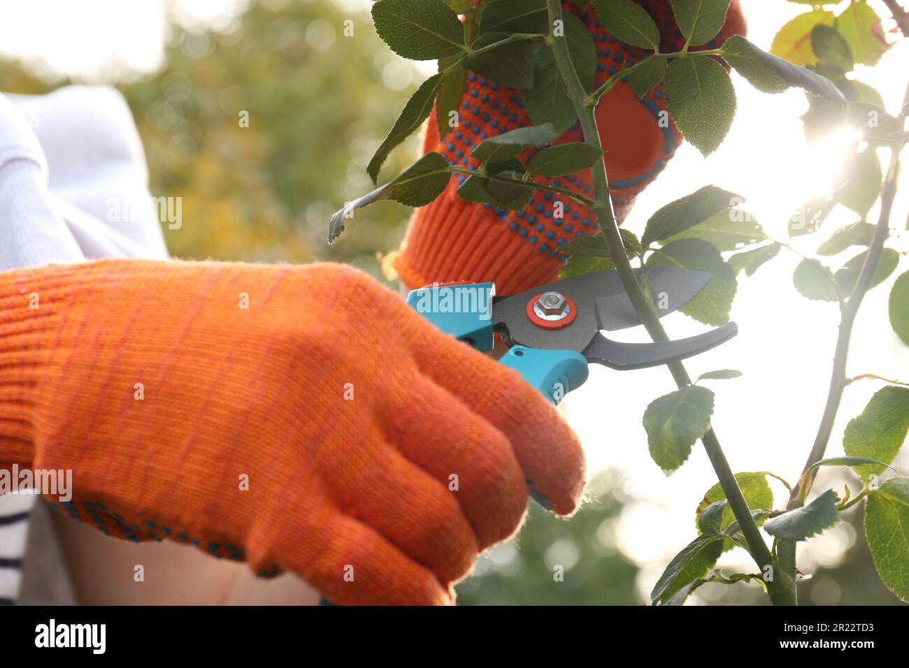Woman wearing gloves pruning stem by secateurs in garden, closeup Stock ...