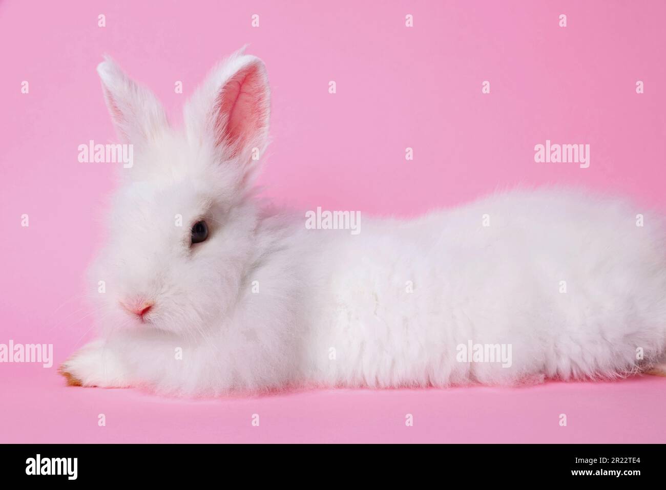 White rabbit on pink hi-res stock photography and images - Alamy