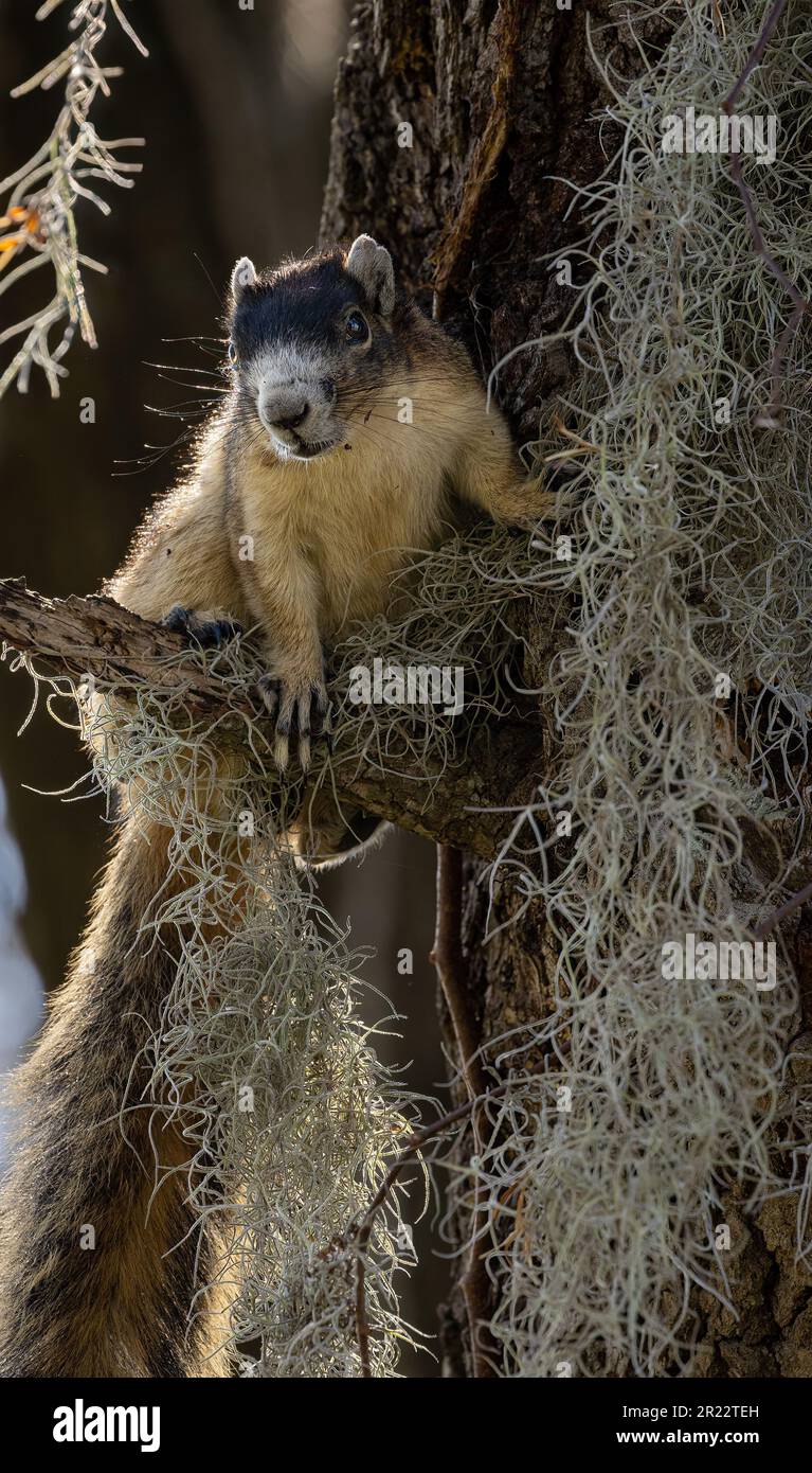 Photo of a Fox squirrel on a tree branch framed with Spanish moss Stock ...