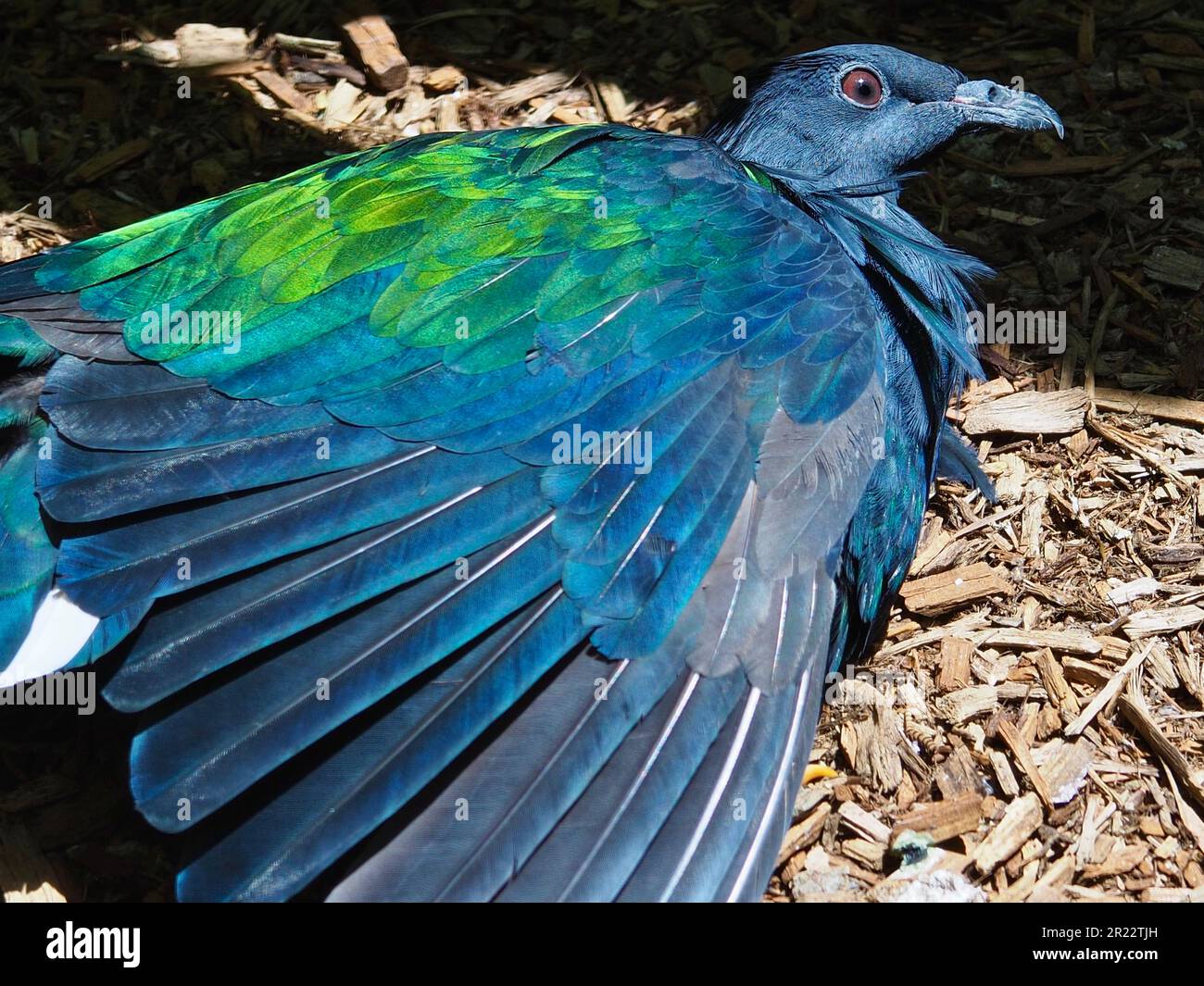 Spectacular charming Nicobar Pigeon sunning its bright dazzling plumage ...