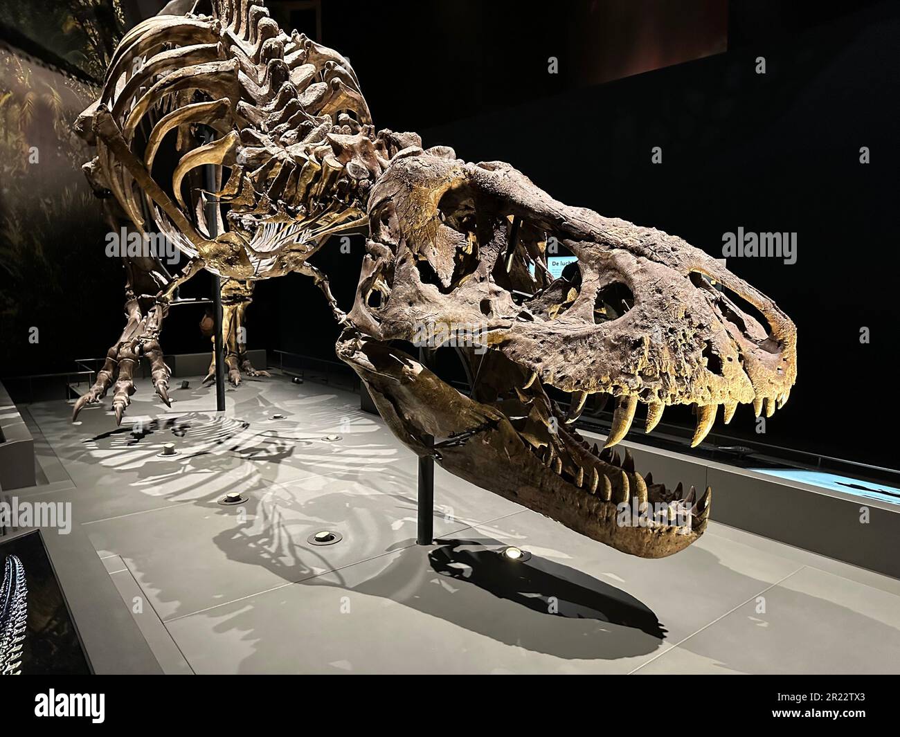 Leiden, Netherlands - November 19, 2022: Life size skeleton of ...
