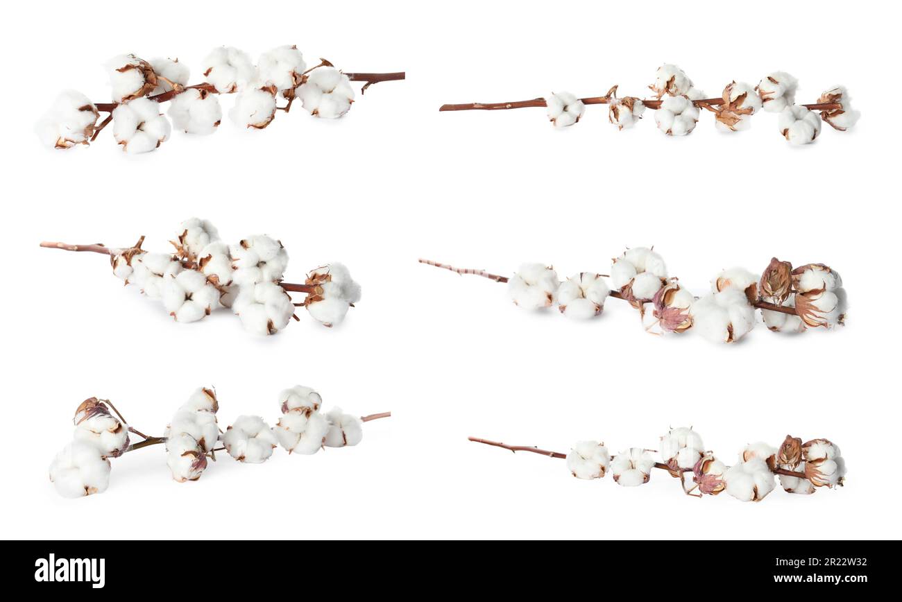 Cotton branches texture on Cut Out Stock Images & Pictures - Alamy