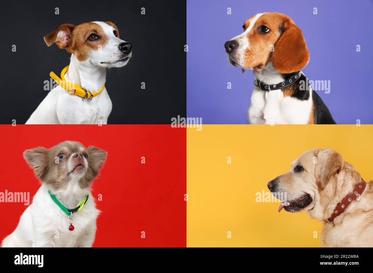Collage with photos of cute dogs in collars on different color ...