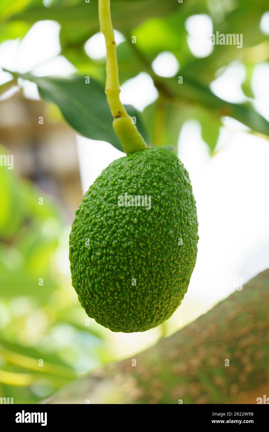Hass avocado tree hi-res stock photography and images - Alamy