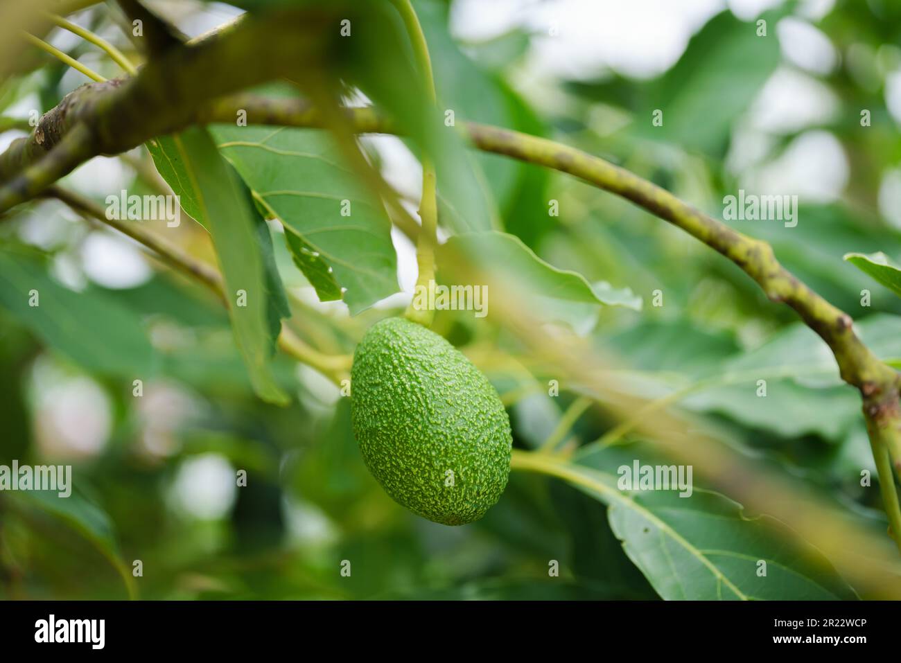Young Hass avocado on tree Stock Photo - Alamy