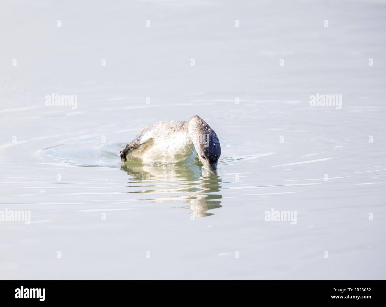 Loon diving hi-res stock photography and images - Alamy