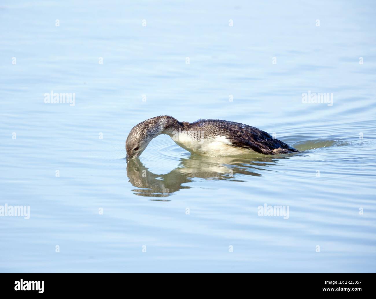 Common Loon Diving Stock Photo - Alamy