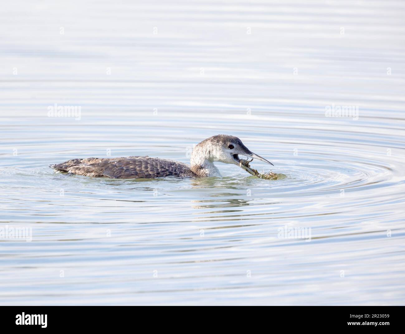 Common Loon Eating small crab Stock Photo - Alamy