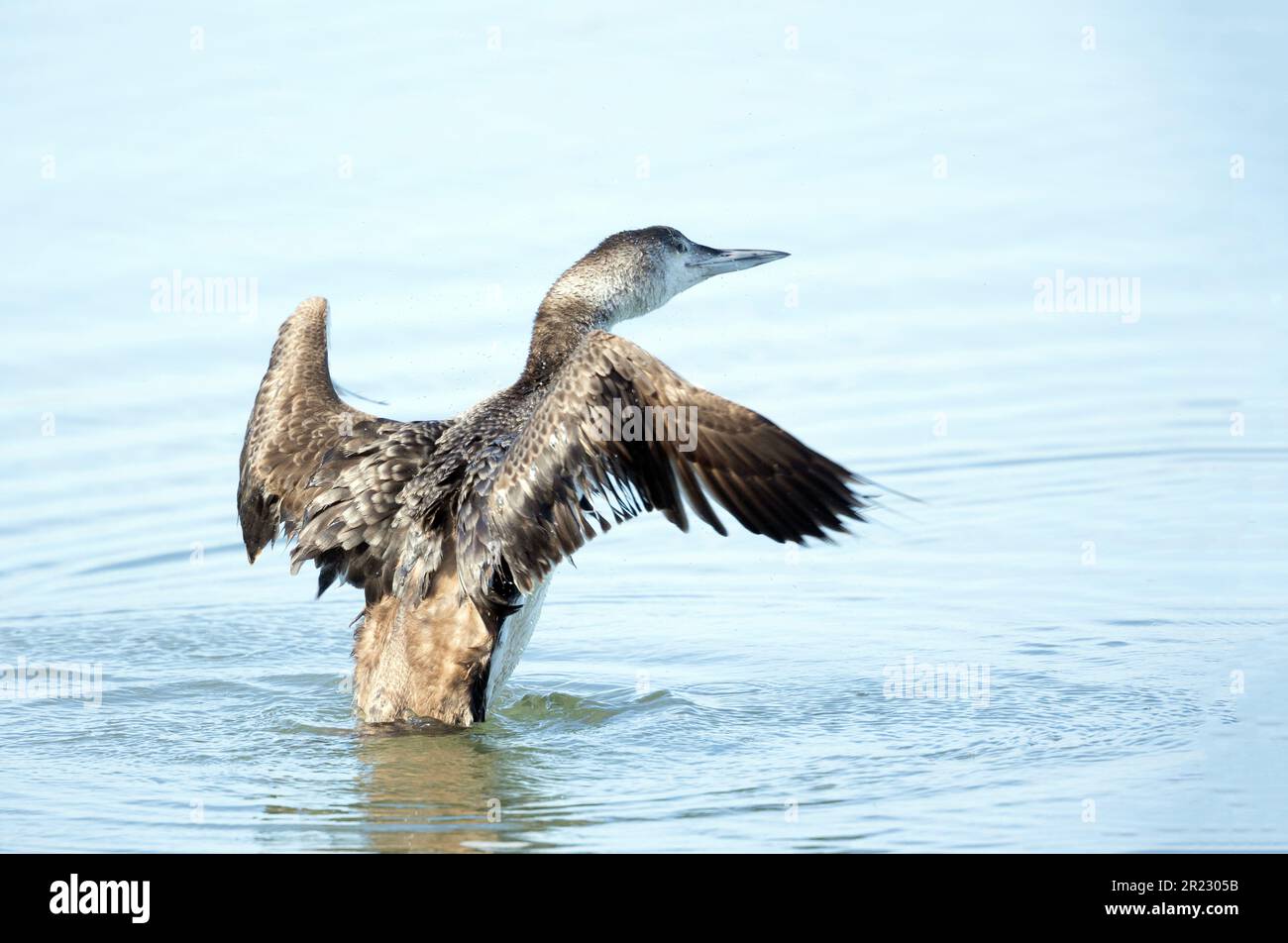 Common Loon Flapping Wings Stock Photo - Alamy