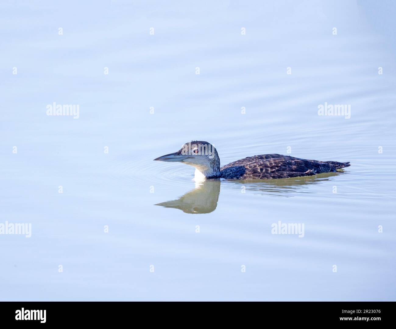 Common Loon Winter Plumage Stock Photo - Alamy