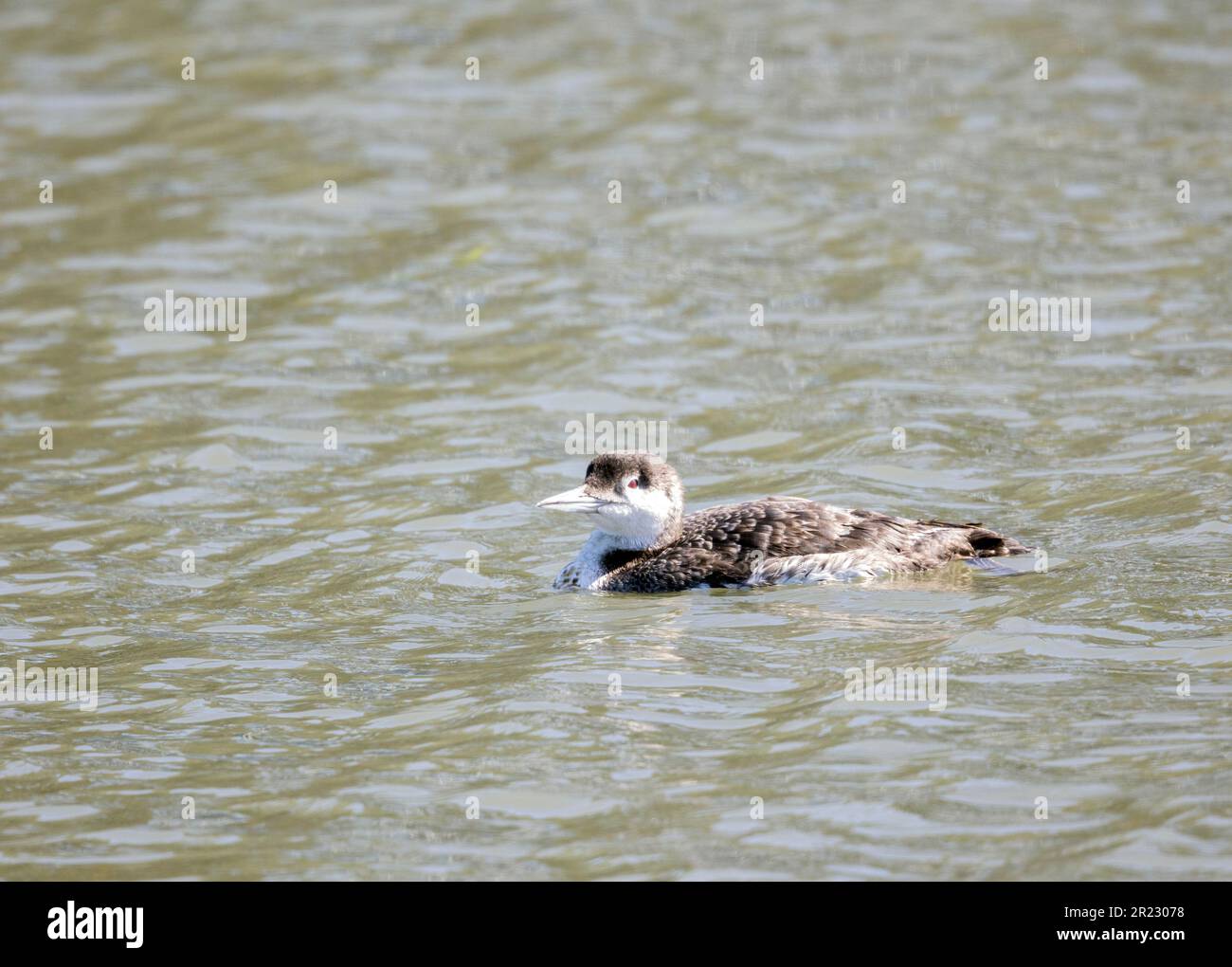 Common Loon Winter Plumage Stock Photo - Alamy
