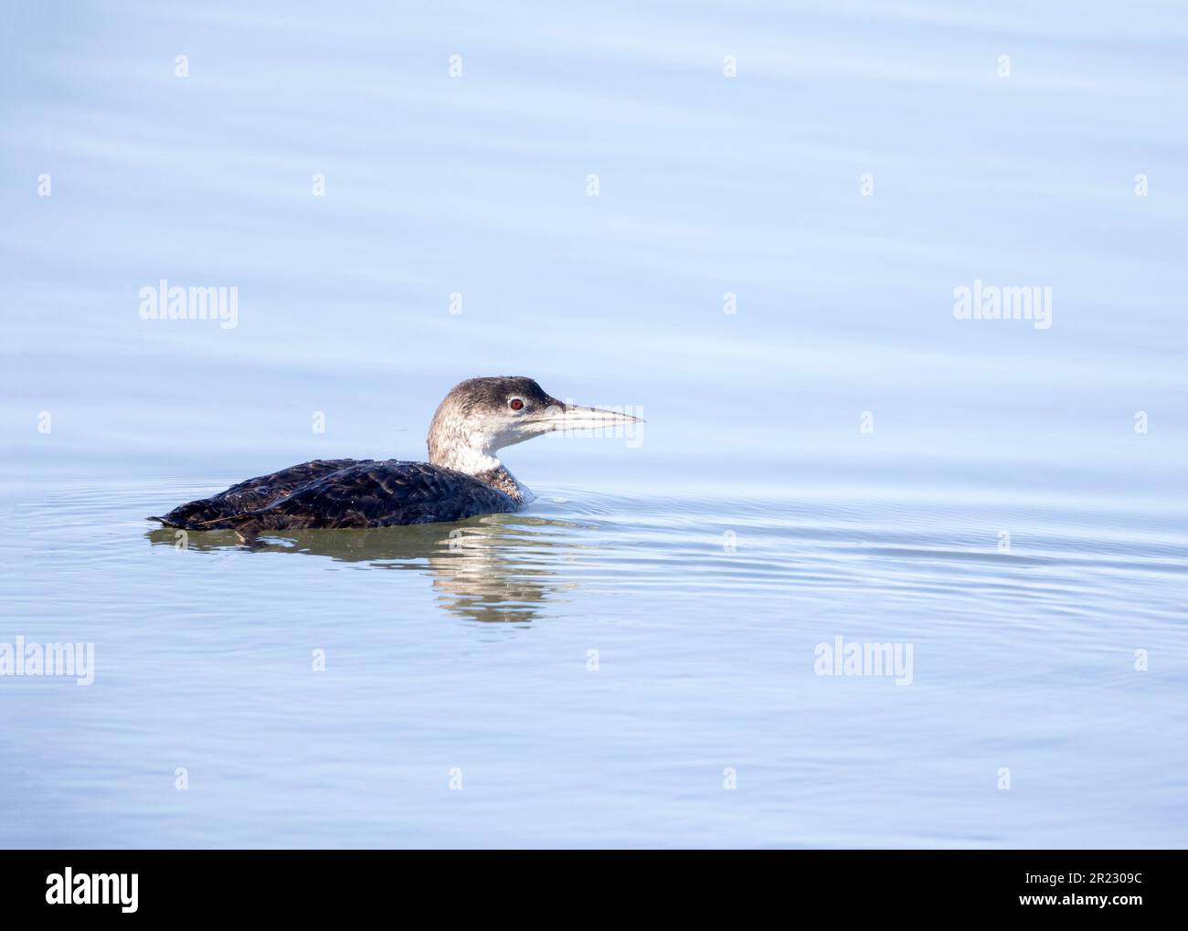 Common Loon Winter Plumage Stock Photo - Alamy