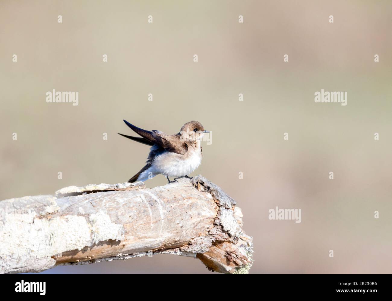 Northern Rough winged Swallow Stock Photo - Alamy