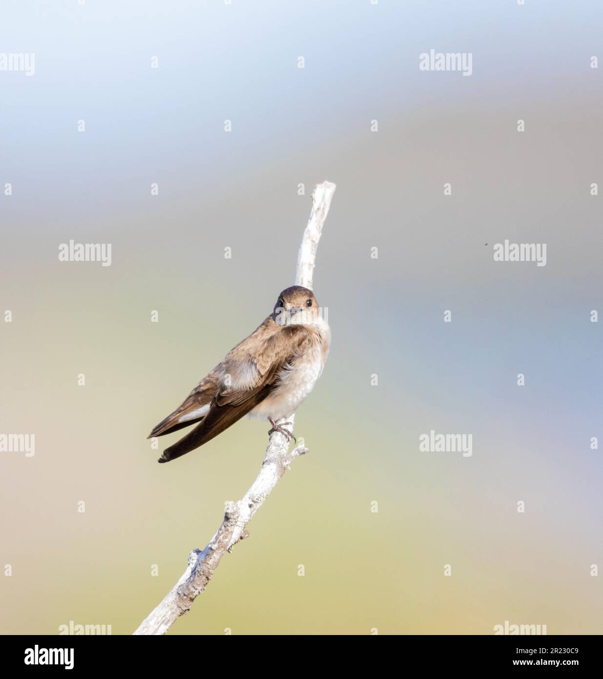 Northern Rough winged Swallow Stock Photo - Alamy