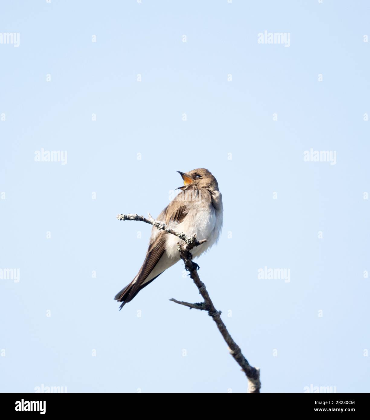 Northern Rough winged Swallow Stock Photo - Alamy