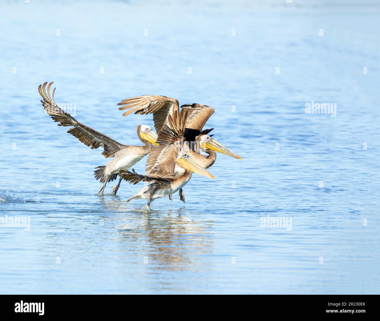 Pelicans taking off hi-res stock photography and images - Alamy