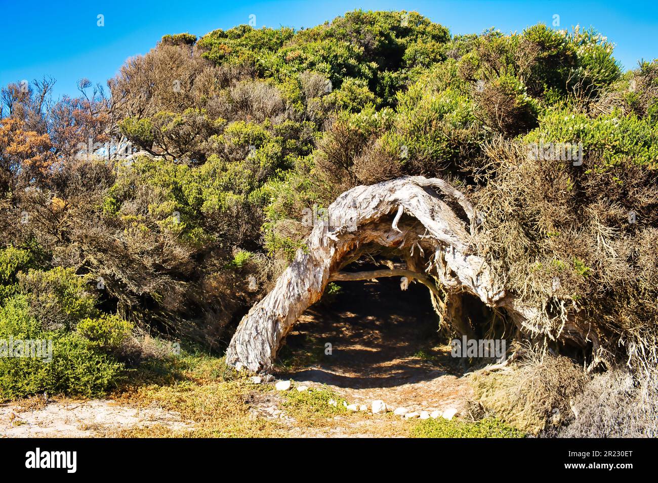 Old melaleuca tree, grown in an arc by the strong westerly winds on the ...