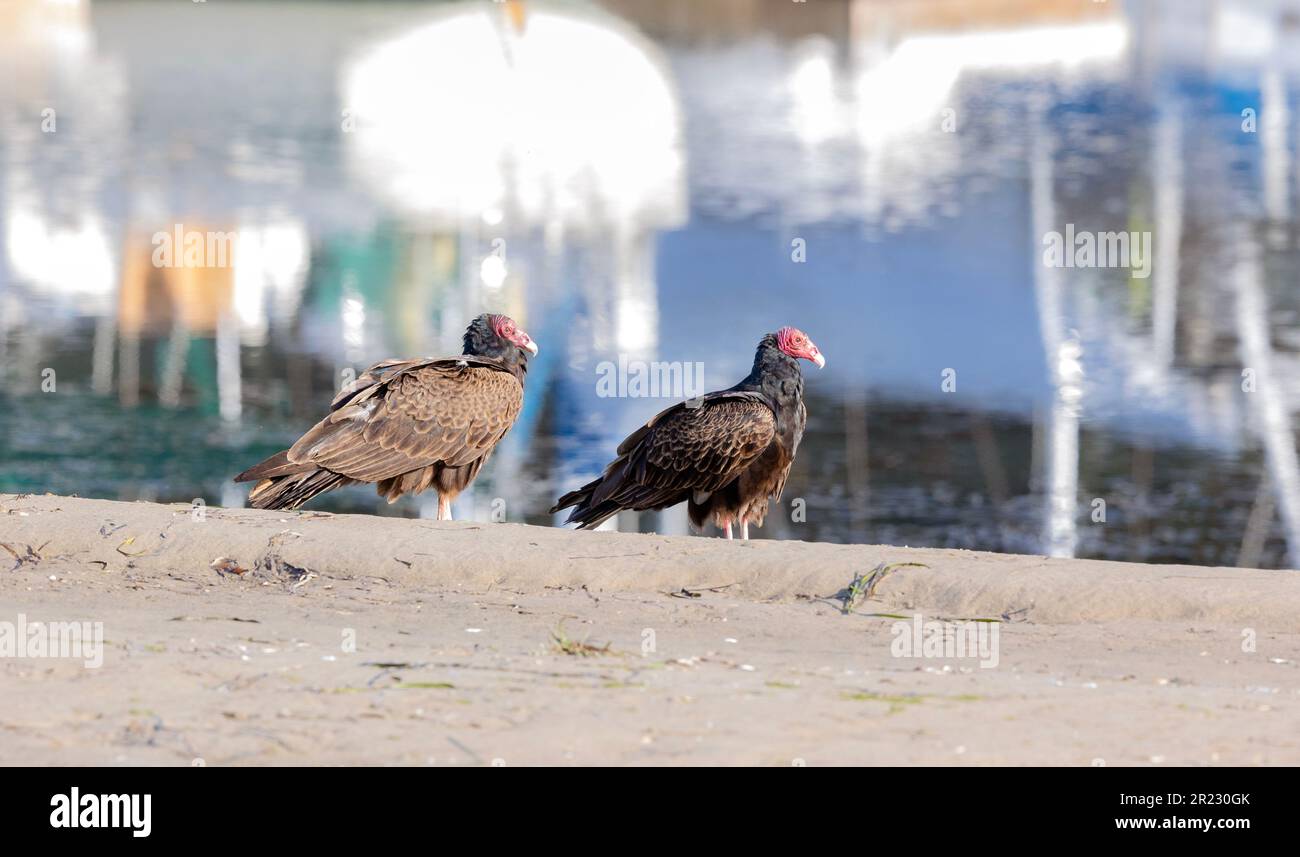 Two Turkey Vultures facing right Stock Photo - Alamy