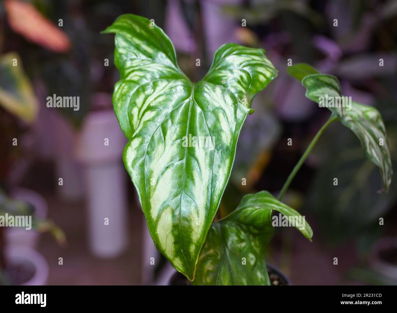 Beautiful leaf pattern of Cercestis Mirabilis, a rare tropical plant ...