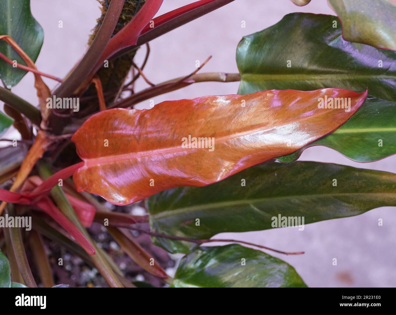 Close up of the shiny bright leaf of Philodendron Orange Marmalade, a ...